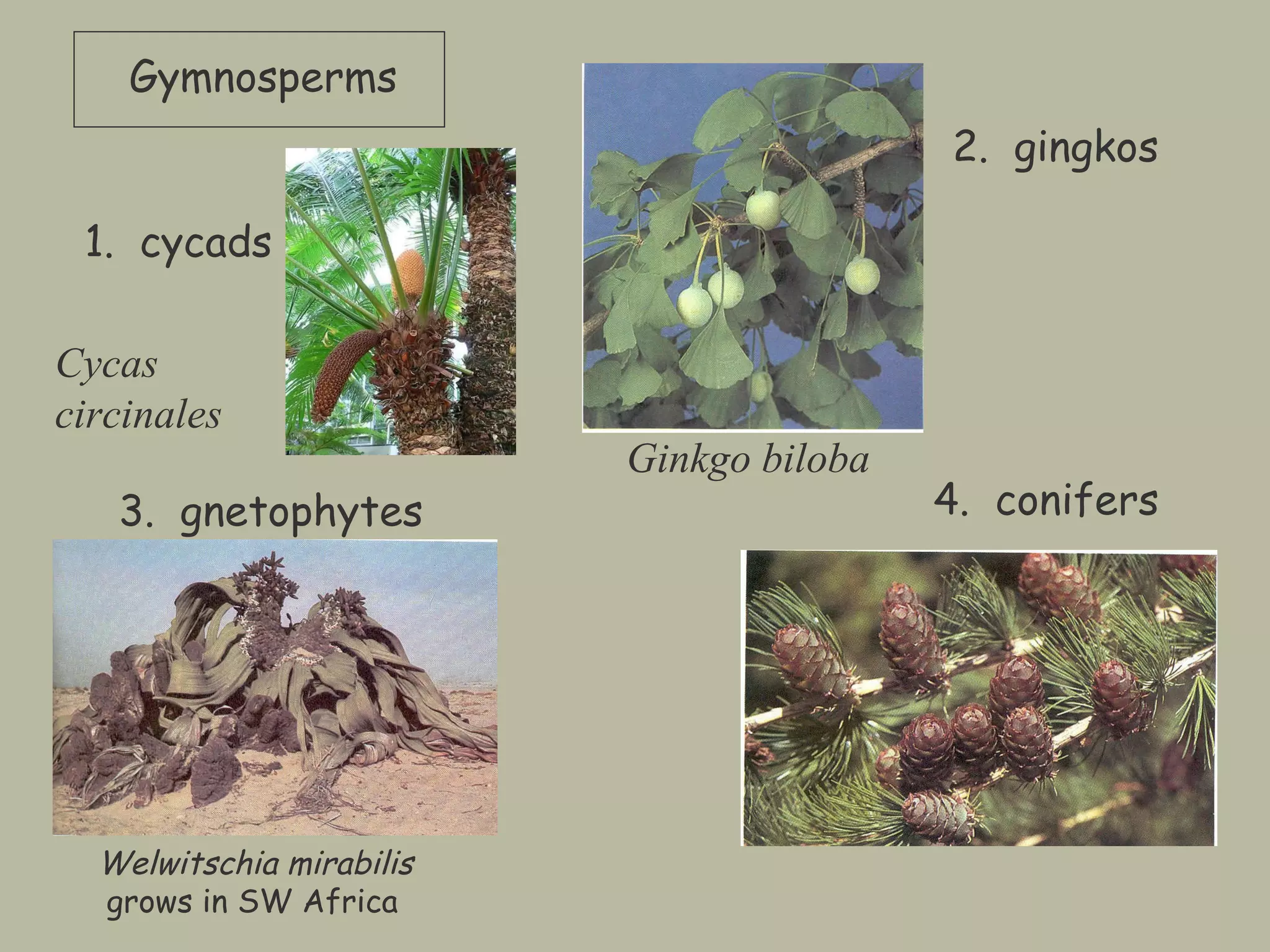 Evol and dist of woody plants | PPT