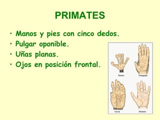 Evol humana | PPT
