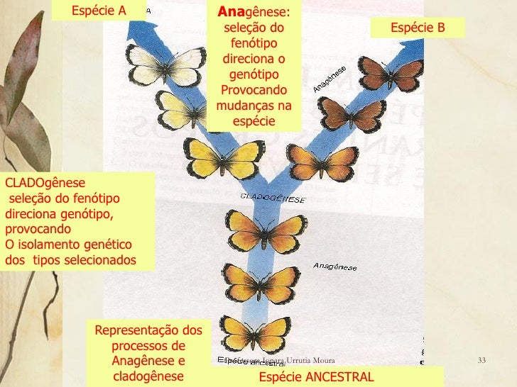 Evoluçao especiação 19032010