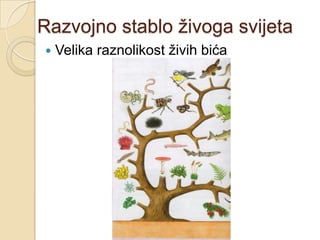 Evolucija | PPTX