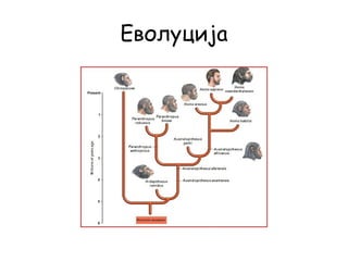 Evolucija | PPT
