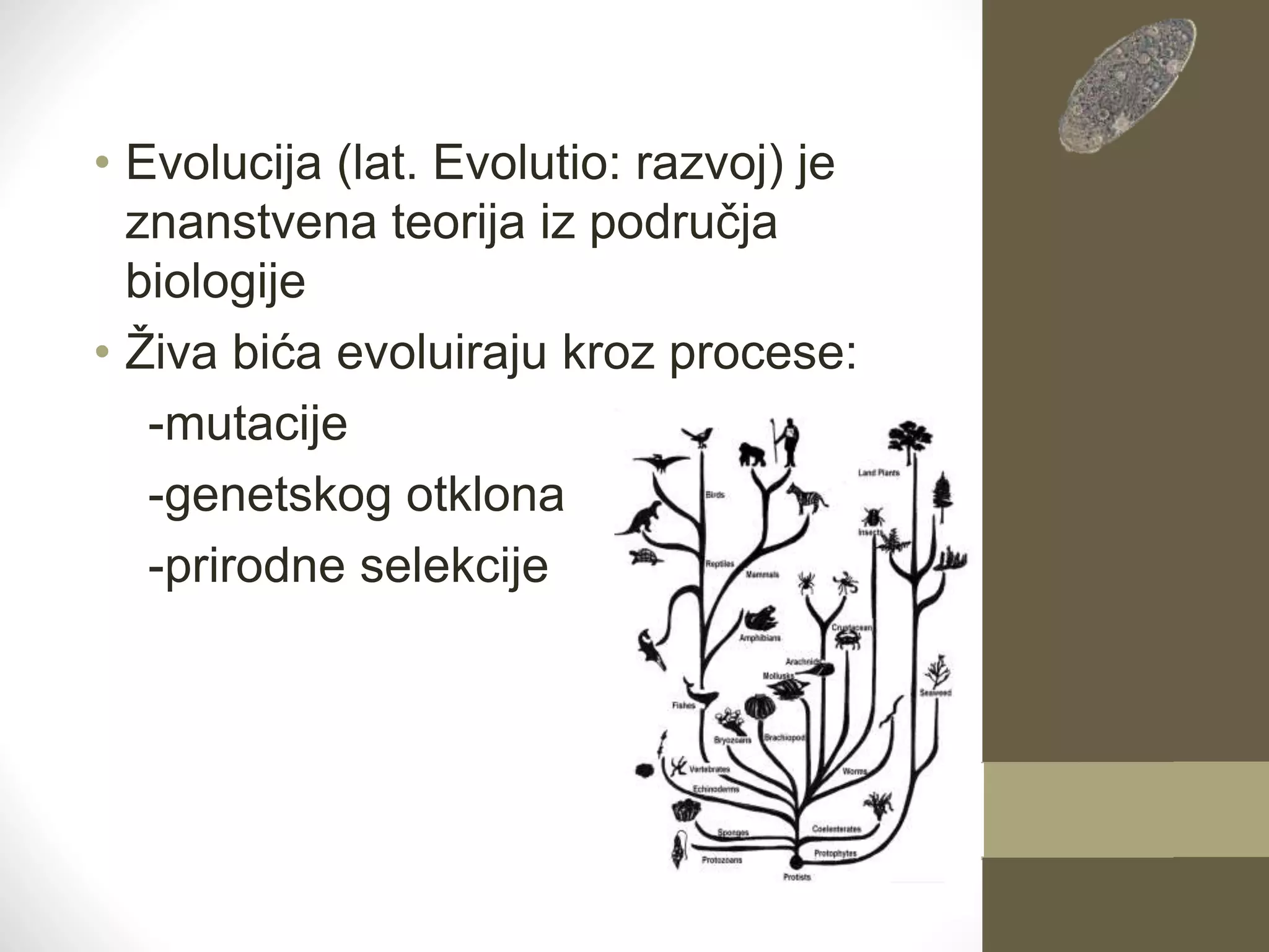 Evolucija | PPTX