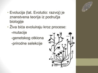 Evolucija | PPTX