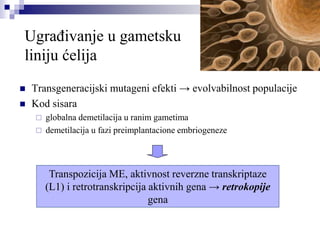 evolucija arhitekture genoma. preyentacija | PPT