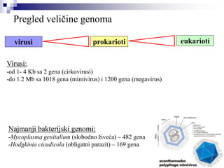 evolucija arhitekture genoma. preyentacija | PPT