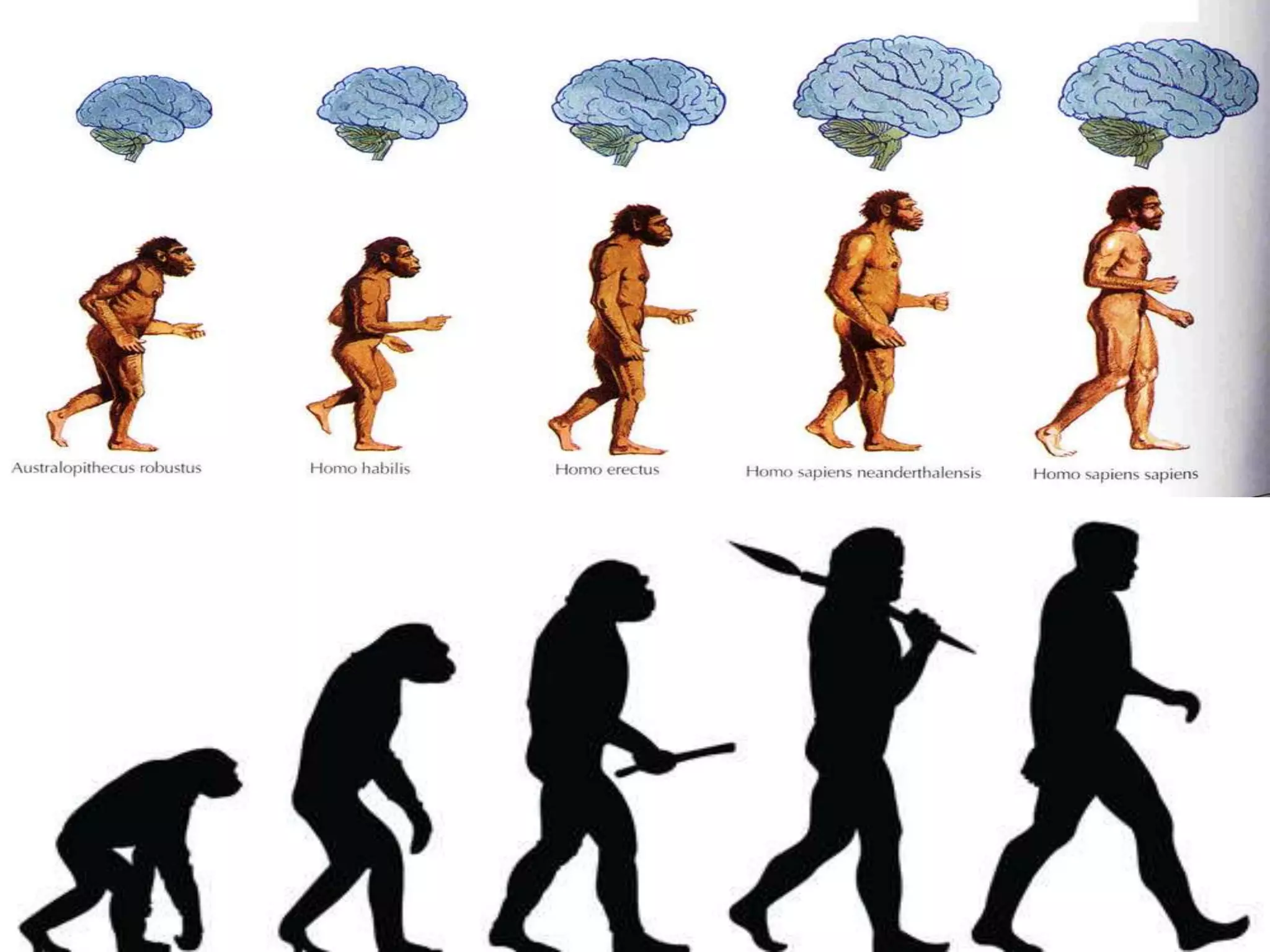 Evolucija coveka | PPTX
