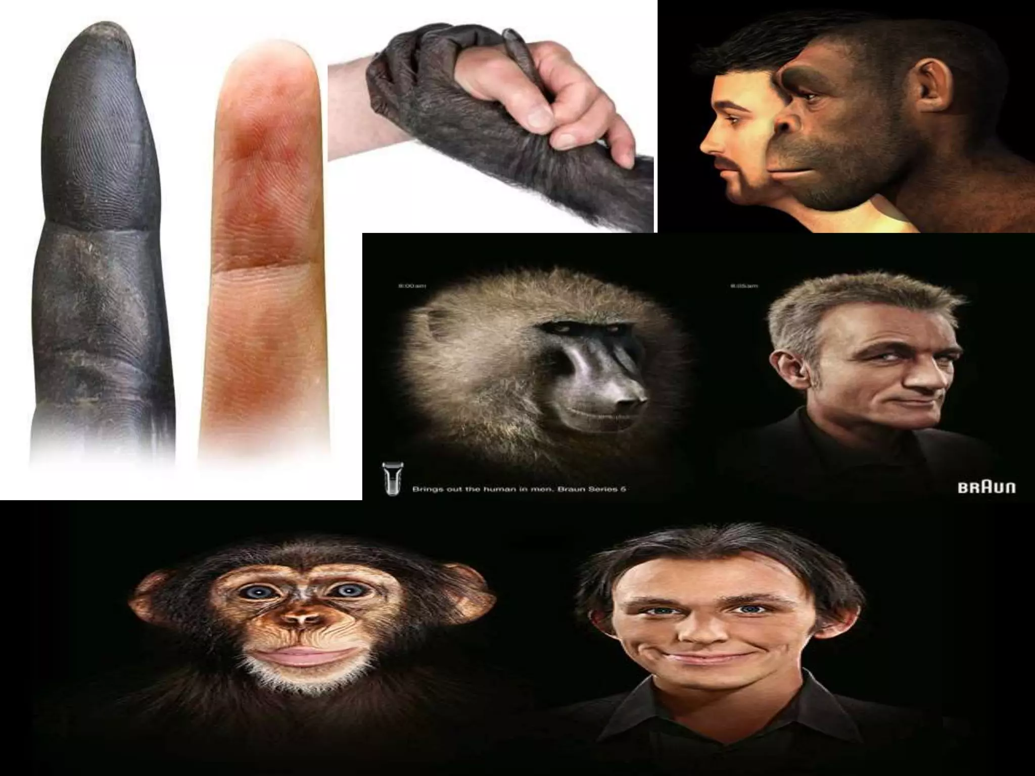 Evolucija coveka | PPTX