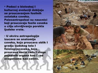 Evolucija coveka | PPTX
