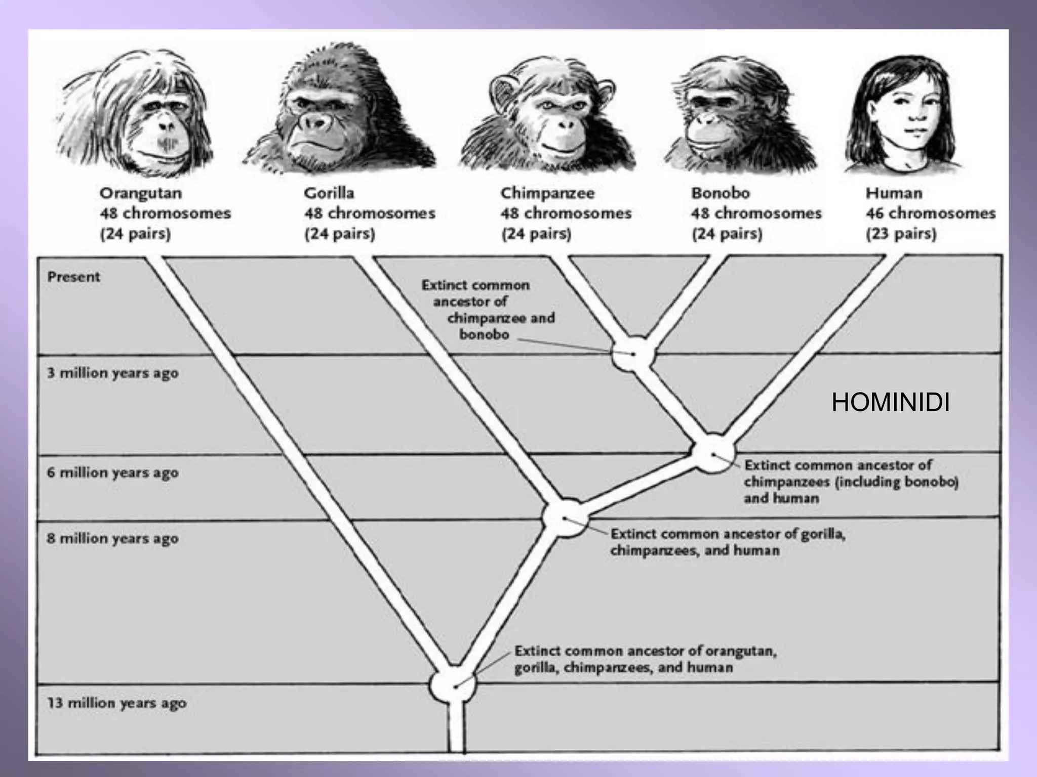 Evolucija čovjeka | PDF