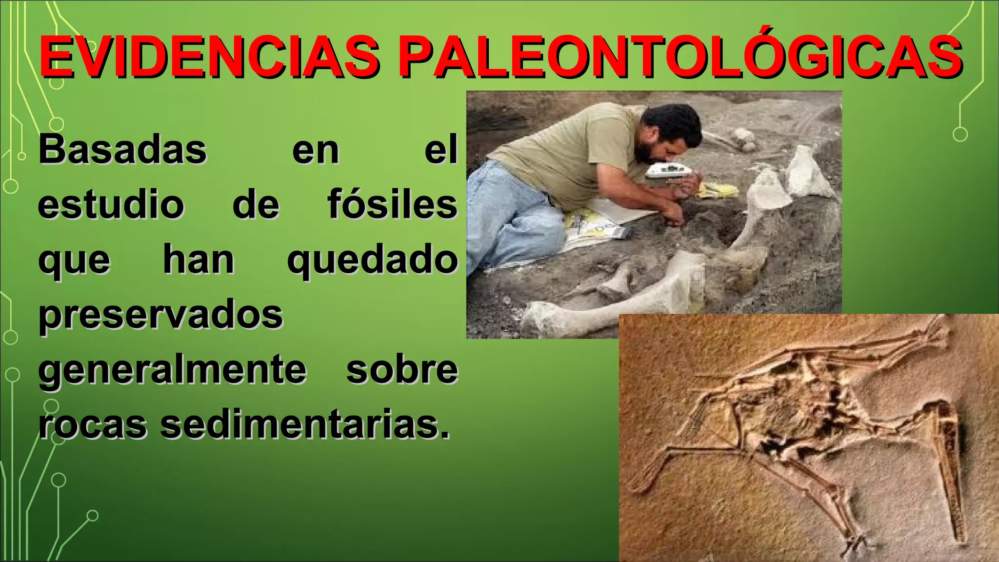 EVOLUCIÓN: EVIDENCIAS. Lic Javier Cucaita | PPT