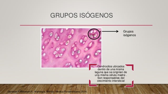BIOLOGÍA DE LOS TEJIDOS ESQUELÉTICOS