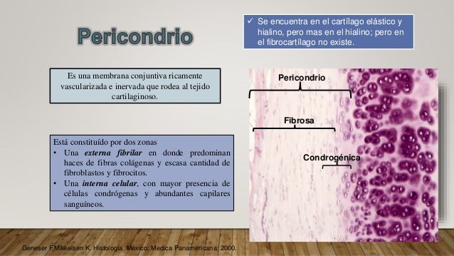 BIOLOGÍA DE LOS TEJIDOS ESQUELÉTICOS