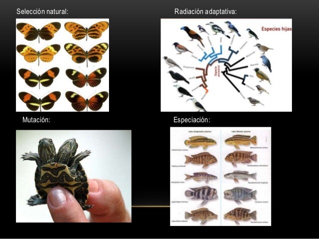 Evolución biológica