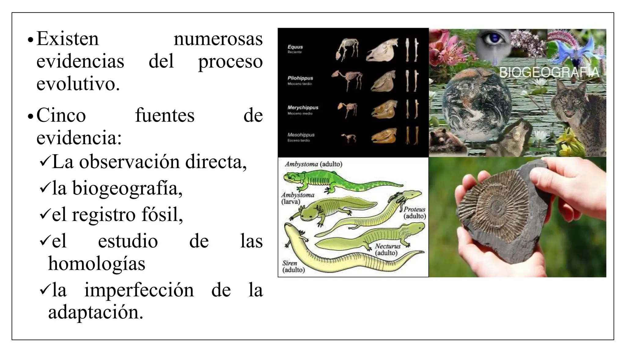 Evolución capítulo 20-22 Curtis 6 ed.pptx