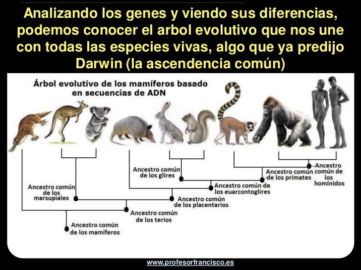 Descubre la Teoría de la Ascendencia Común: Orígenes de la Vida ...