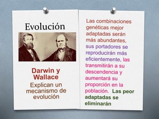 Evolución darwin y ev. gradual y punteada | PPTX