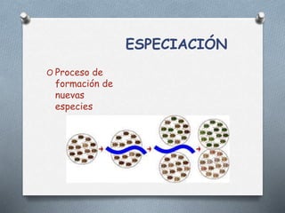 Evolución darwin y ev. gradual y punteada | PPTX