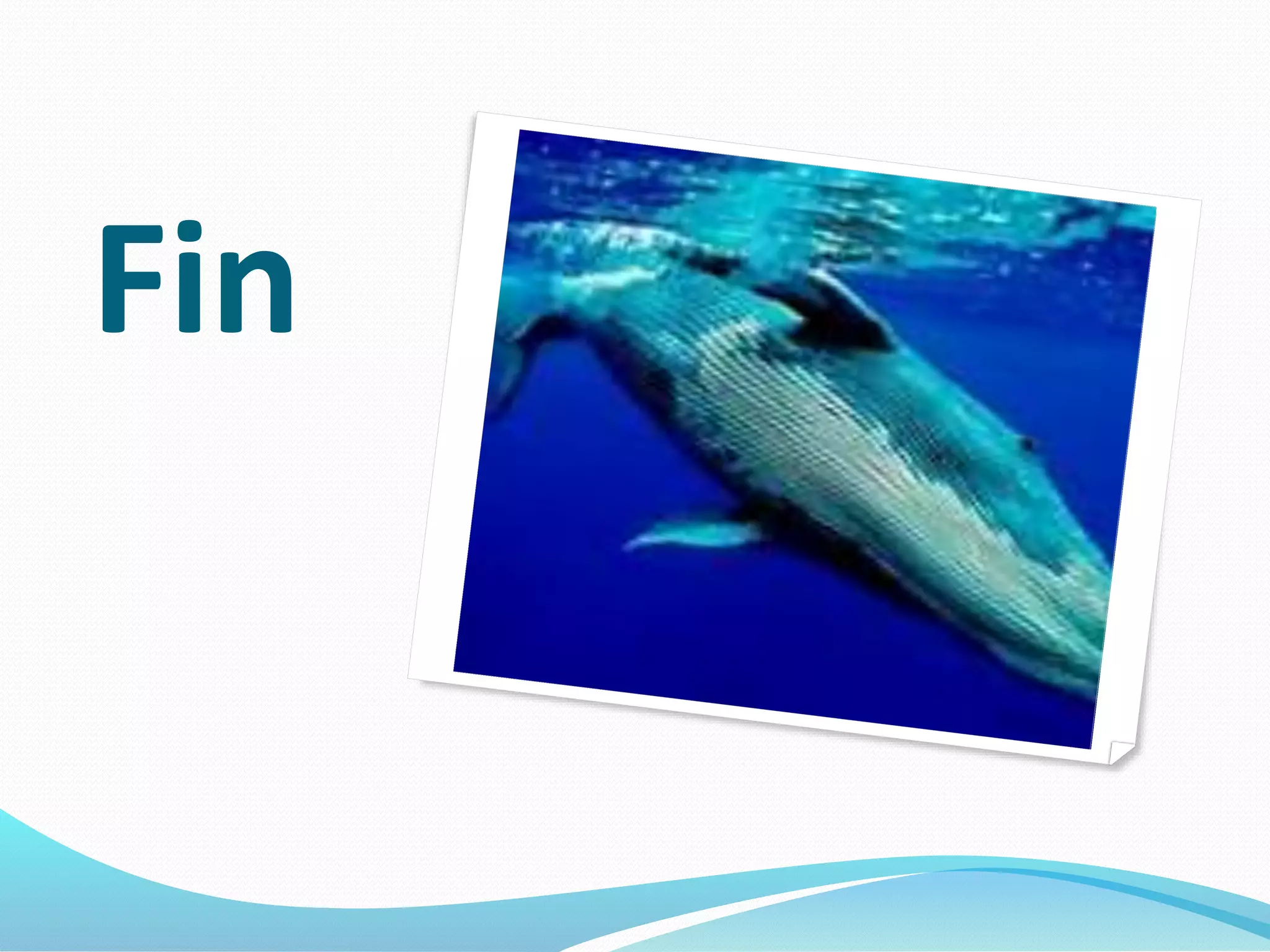 Evolución de la ballenas | PPTX