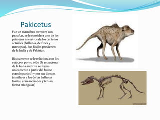 Evolución De La Ballenas Pptx