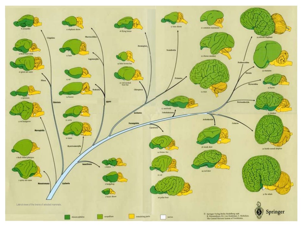 Evolucion del Cerebro Humano