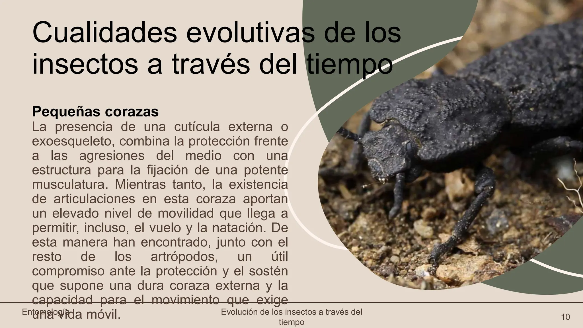 Evolución de los insectos a través del tiempo.pptx