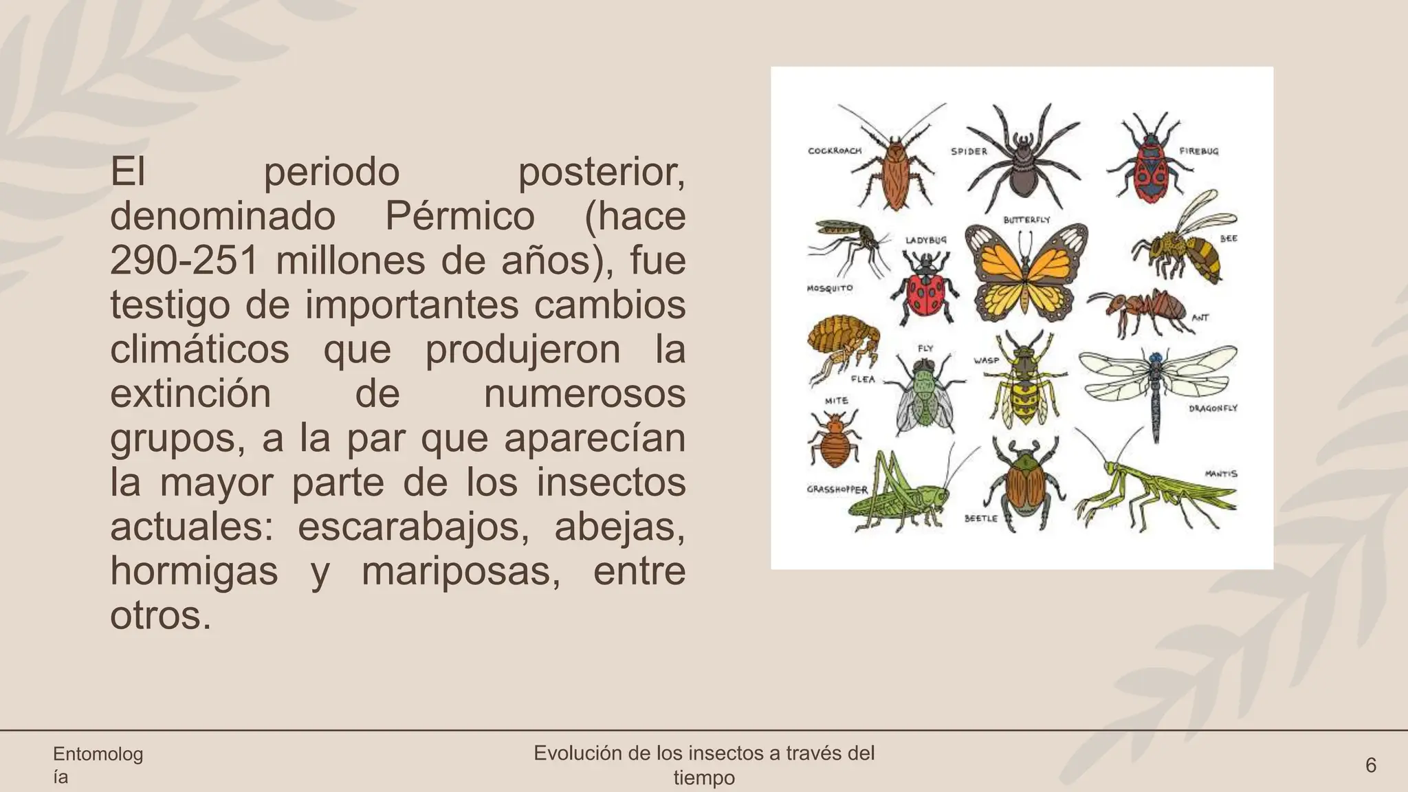 Evolución de los insectos a través del tiempo.pptx