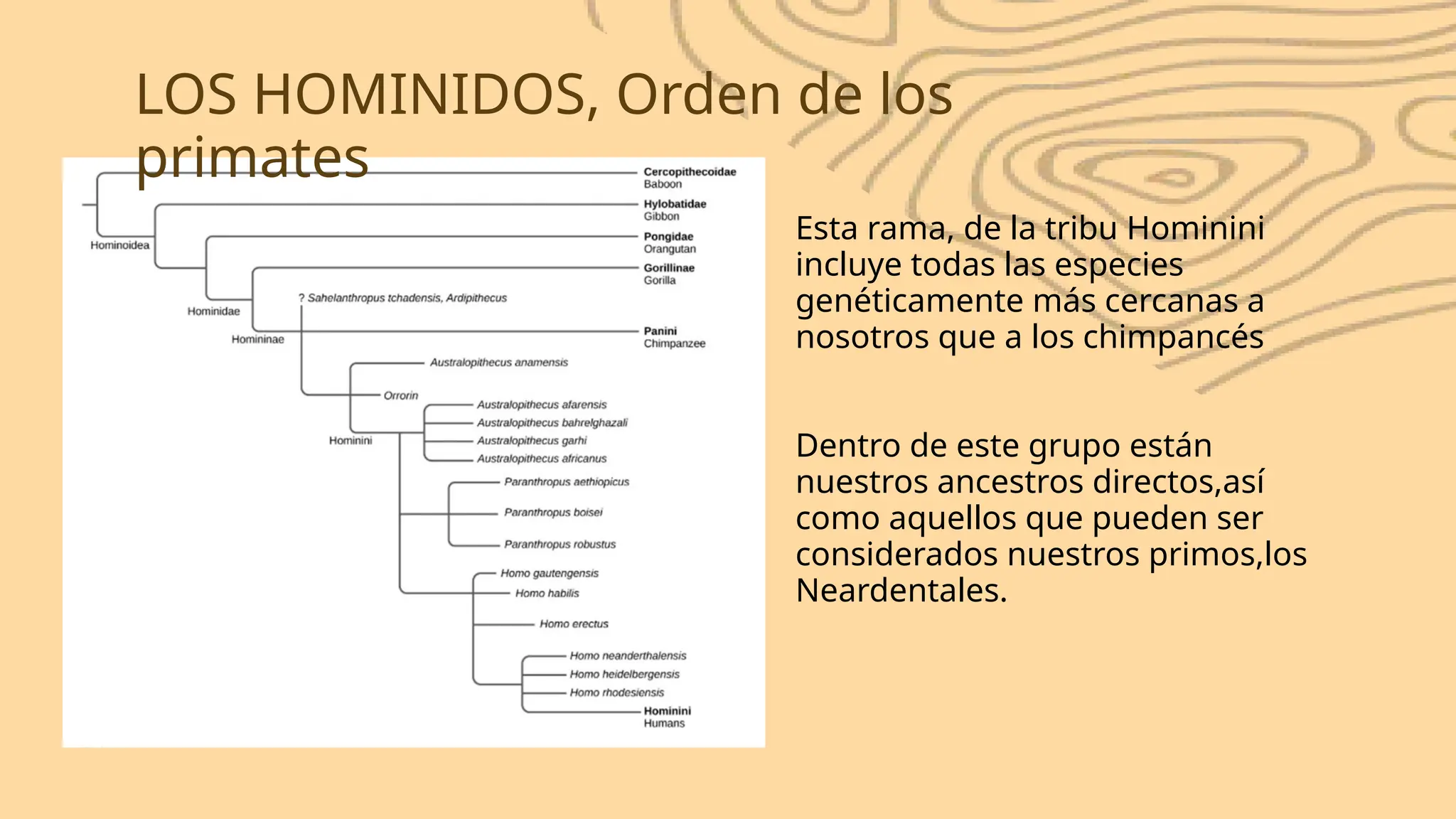 Evolución física de los homínidos y filograma del ser humano.pptx