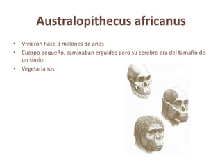 Evolución humana | PPTX