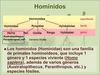 Evolución humana | PPTX