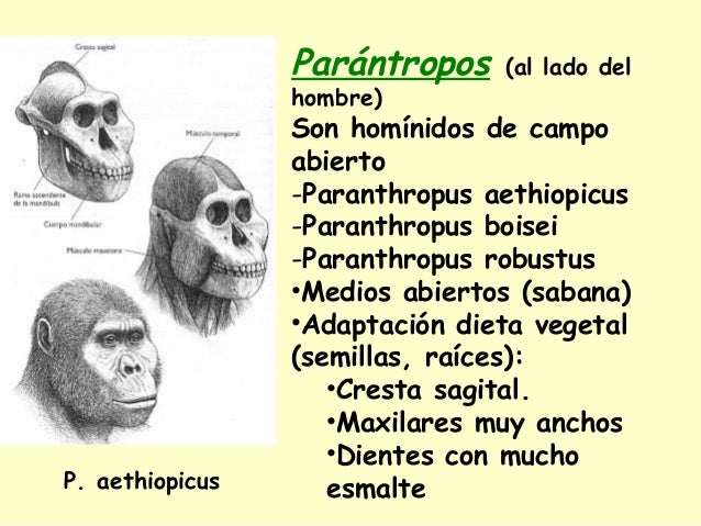 Capacidad Craneana Del Australopithecus Robustus Diet - formdapeta.over ...