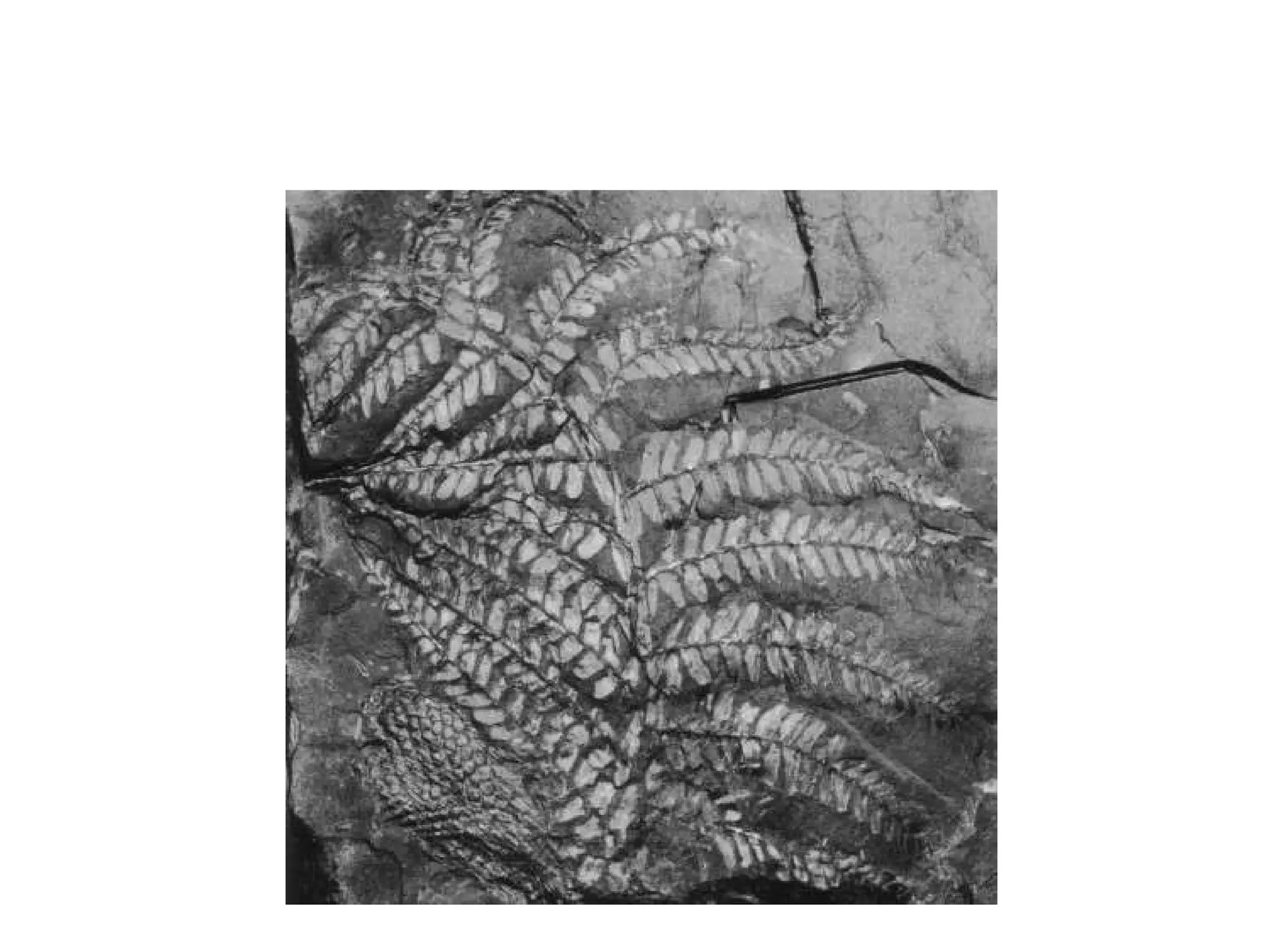 Evolución xeolóxica dos seres vivos