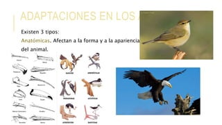 Evolución Y Adaptación De Los Seres Vivos Pptx