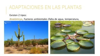 Evolución y Adaptación de los Seres Vivos | PPTX