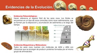 Evolución y diversidad | PPTX