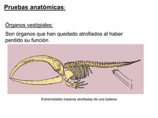 Evolucion | PPTX