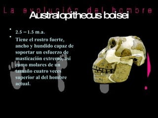 Evolucion Del Hombre | PPT