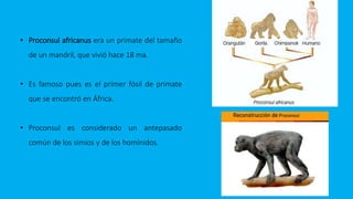 Evolucion humana | PPTX