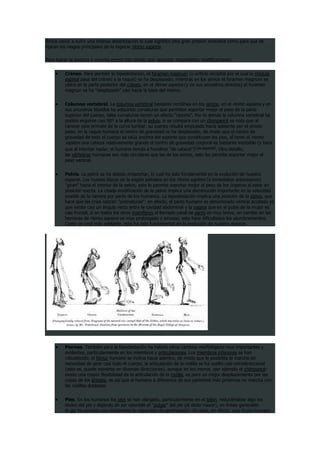 etapas y características EVOLUCION-HUMANA.docx