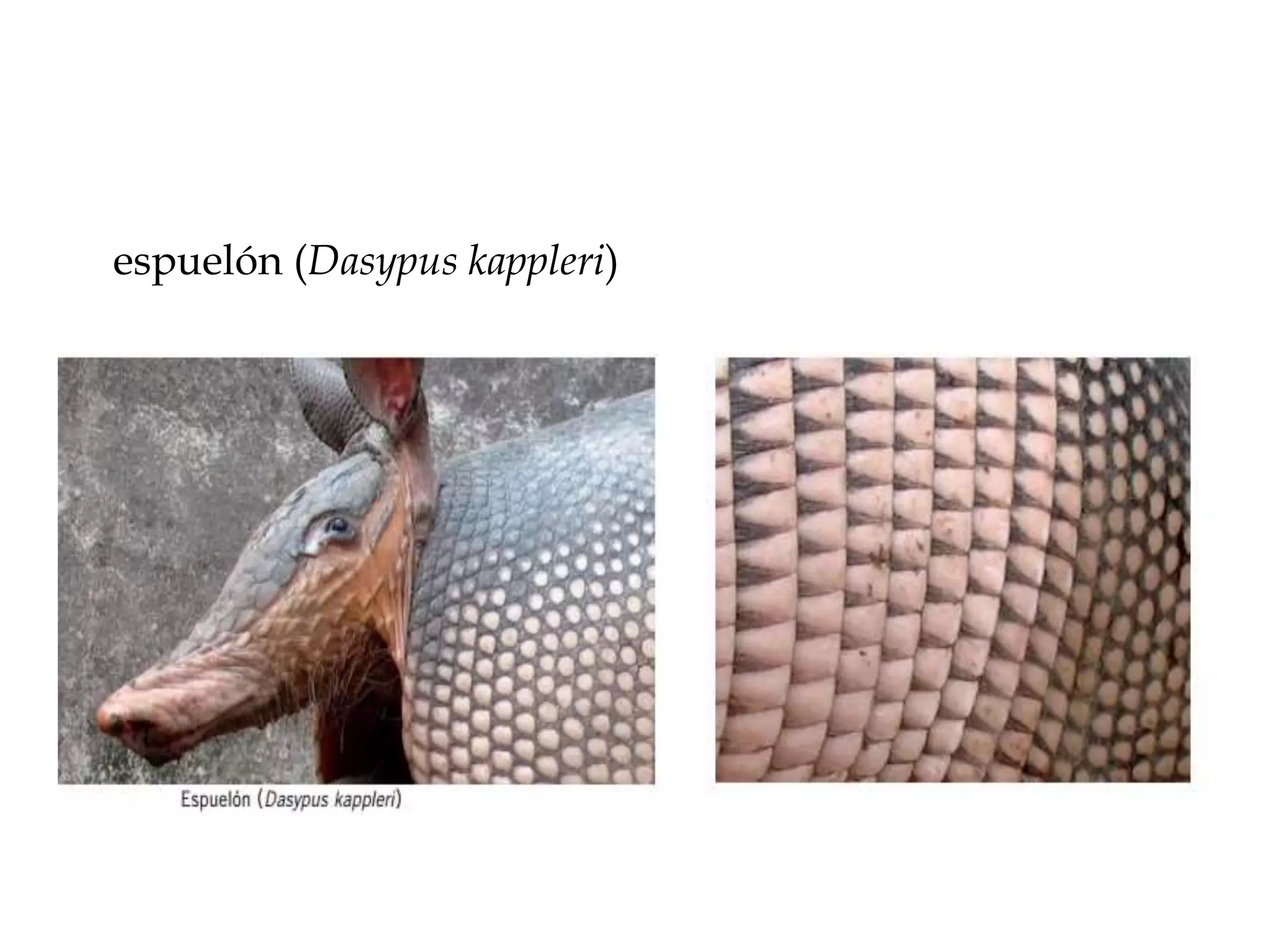 armadillo gigante y su evolucion | PPTX