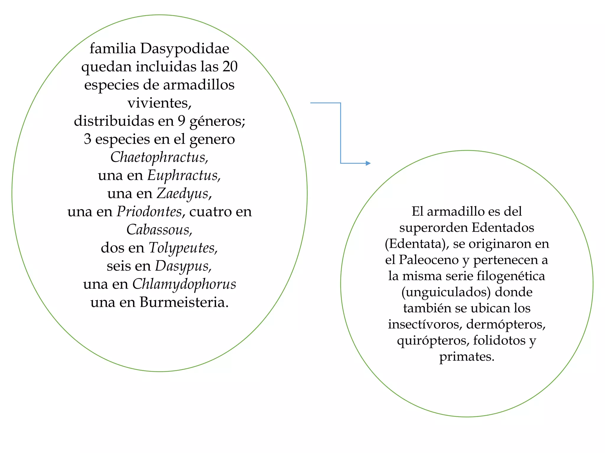 armadillo gigante y su evolucion | PPTX