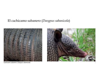 armadillo gigante y su evolucion | PPTX
