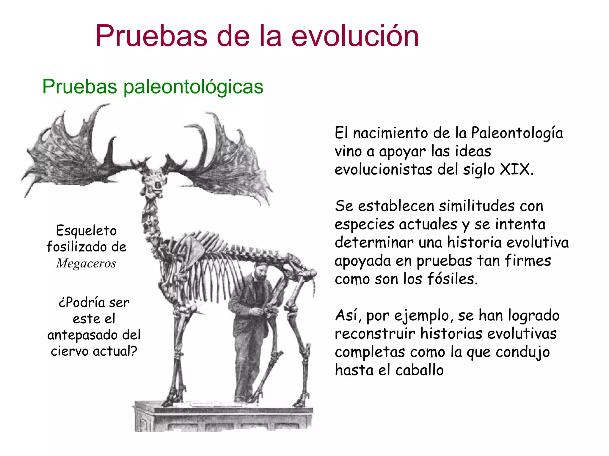 Evolución 2.- Pruebas evolutivas | PPT