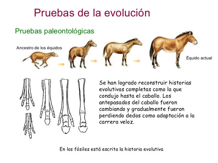 Evolución 2.- Pruebas evolutivas