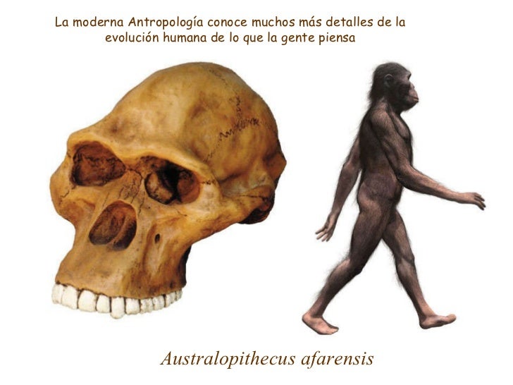 antropología filosófica (ximena montoya) : origen y evolución del ser ...