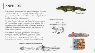 Evolucion del aparato respiratorio en animales. | PPTX