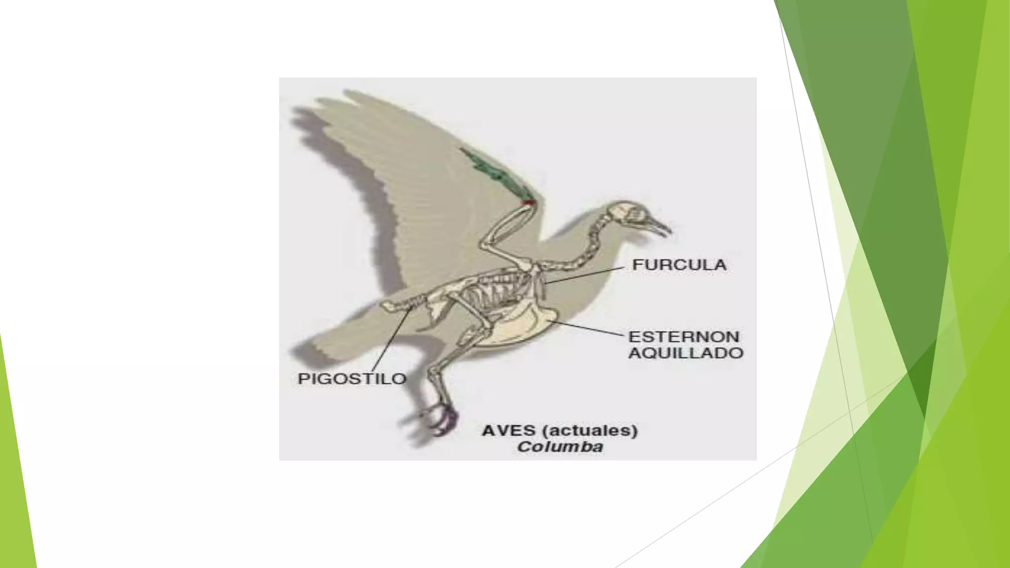 Evolucion de las aves | PPTX