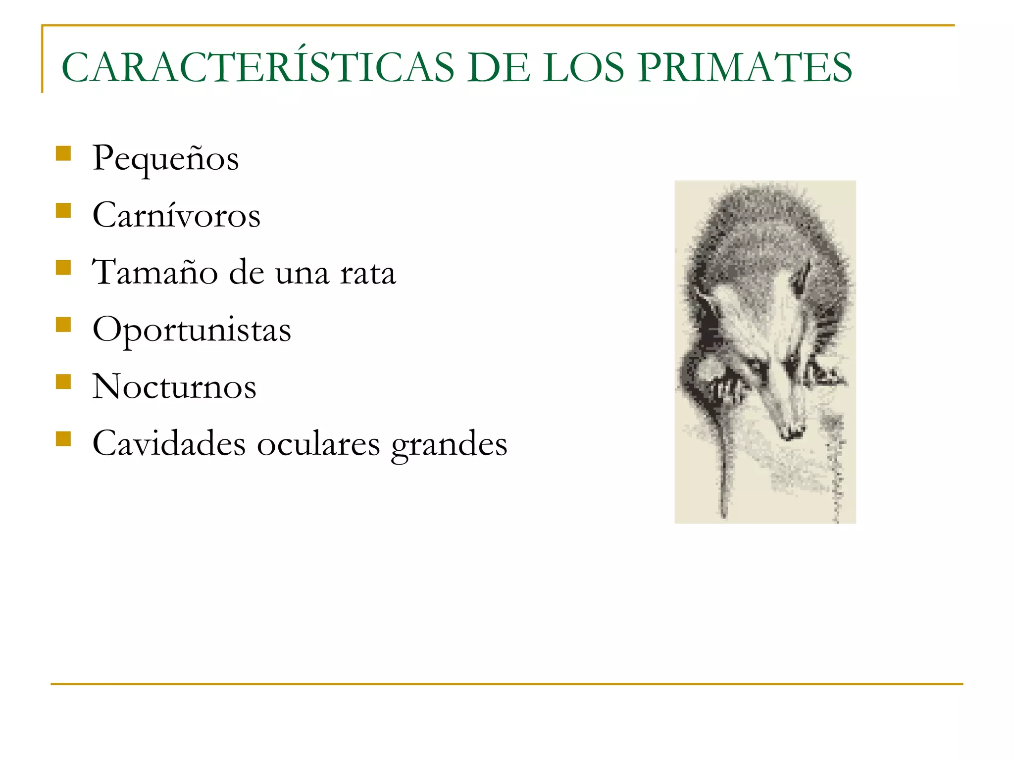 Evolucion de los primates | PPT