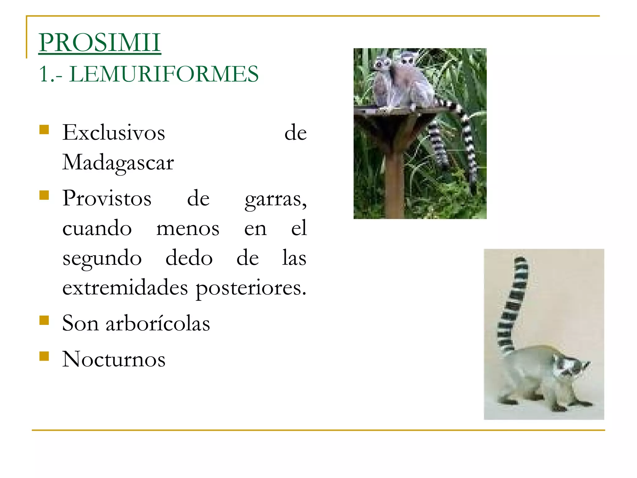 Evolucion de los primates | PPT