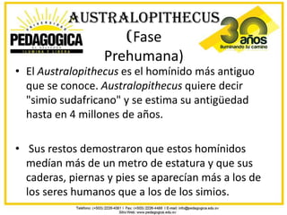 Evolucion humana | PPTX