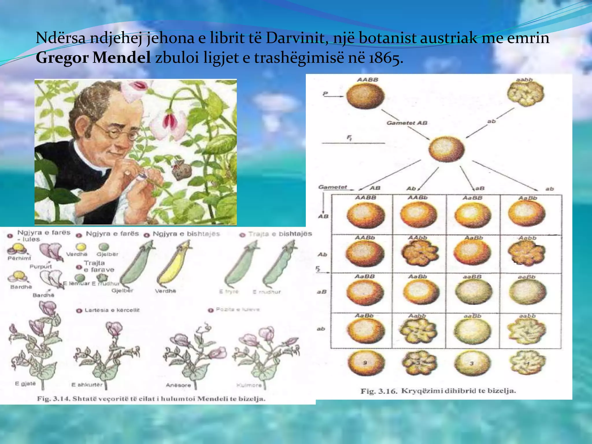 Evolucioni nje përrallë | PPTX